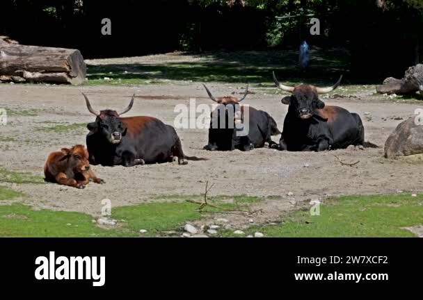 Heck cattle, Bos primigenius taurus, claimed to resemble the extinct ...