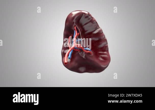 Turntable 3d animation of anatomically accurate human internal organ ...