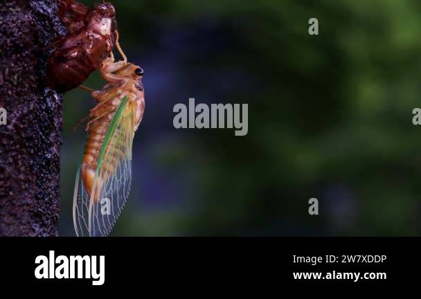Tokyo,Japan-July 31, 2021: Newly emerged cicada on a wet bark in Japan ...