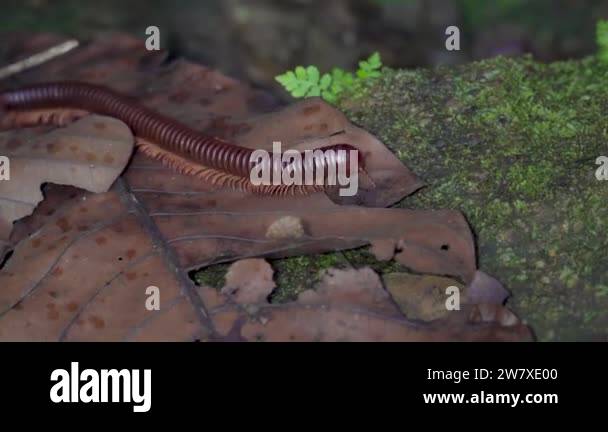 Asian Giant Millipede or Asian Red Millipede (Thyropygus spirobolinae ...