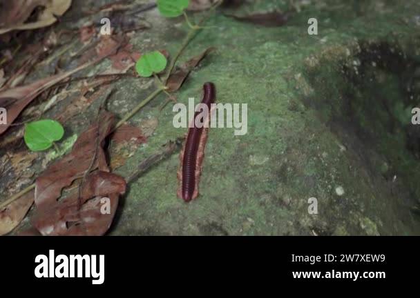 Asian Giant Millipede or Asian Red Millipede (Thyropygus spirobolinae ...