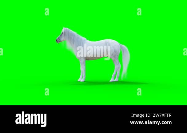 Standing white horse. Green screen realistic animation Stock Video ...