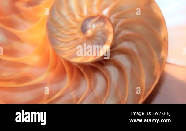 nautilus shell stock Fibonacci footage video clip turning golden ratio number sequence natural ...
