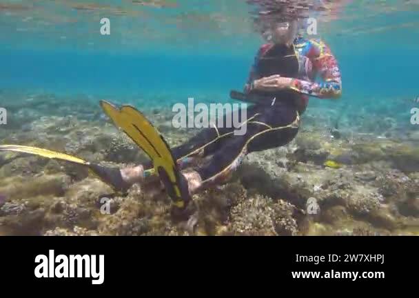 Daring Farmerfish attack a snorkler defending their homes in a coral ...