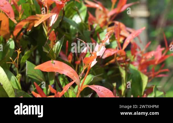 Syzygium oleina in the nature. This plant also Syzygium oleina, pucuk ...