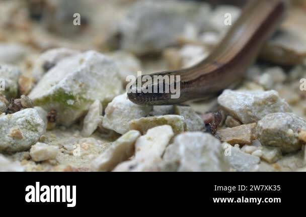 slow worm (Anguis fragilis) is a reptile native to western Eurasia. It ...
