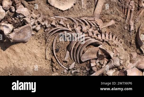 Skulls and bones of people in the ground, Work of the search team at ...