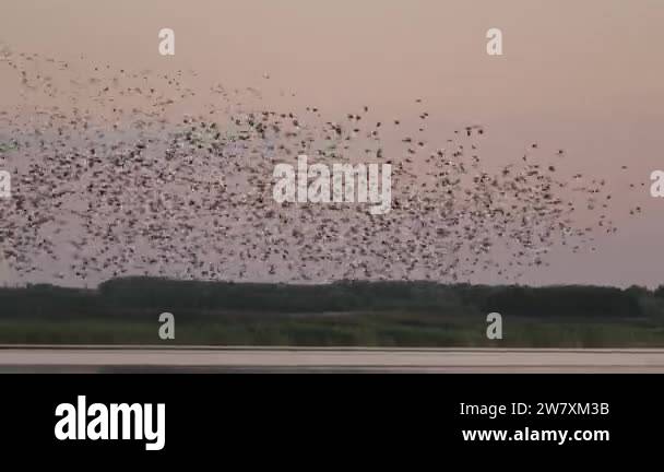 A large flock of flying birds in the sky above the water. Bird swarm ...