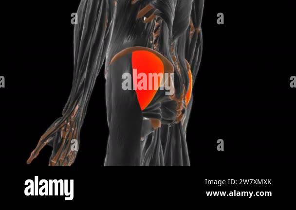 Gluteus medius muscle anatomy medical Stock Videos & Footage - HD and ...
