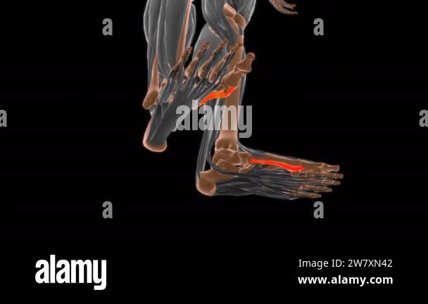 Medial head of flexor hallucis brevis Anatomy For Medical Concept 3D ...