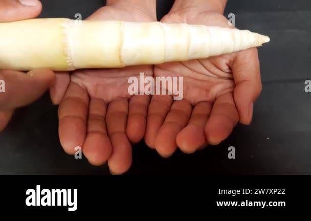 Bamboo shoots. Bamboo shoots are the edible shoots of many bamboo ...