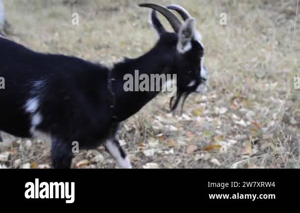 British alpine Stock Videos & Footage - HD and 4K Video Clips - Alamy