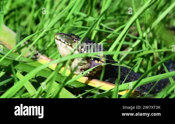 Grass snake (Natrix natrix), sometimes called the ringed snake or water ...
