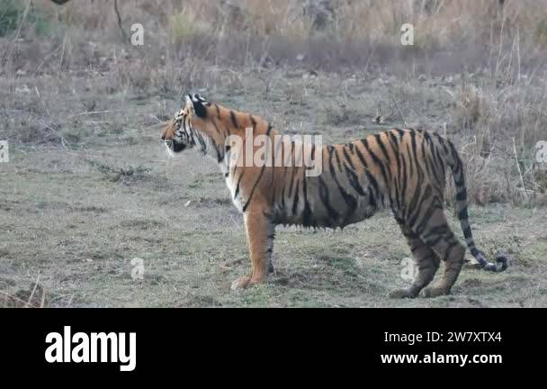 side view of a tiger standing at tadoba tiger reserve in india- 4K 60p ...