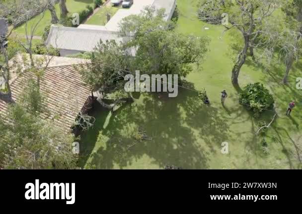 felling and pruning at height with an arborist working on the tree and ...
