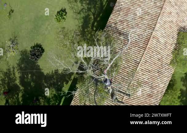 felling and pruning at height with an arborist working on the tree and ...