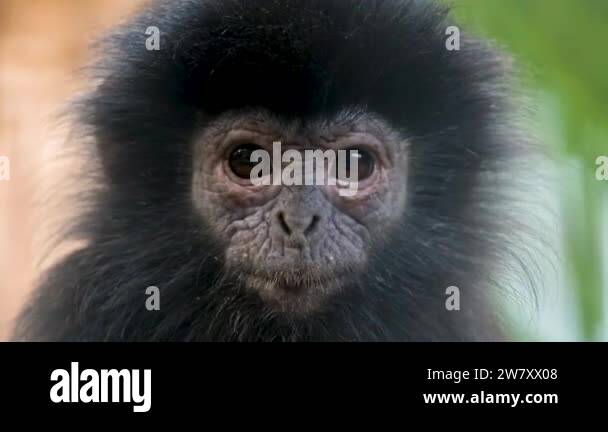 Monkey cute Stock Videos & Footage - HD and 4K Video Clips - Alamy