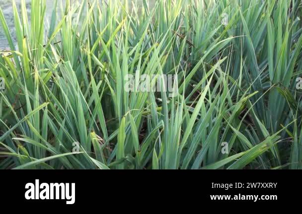 Fragrant Screwpine tree (Pandanus fascicularis, Pandanus odorifer ...