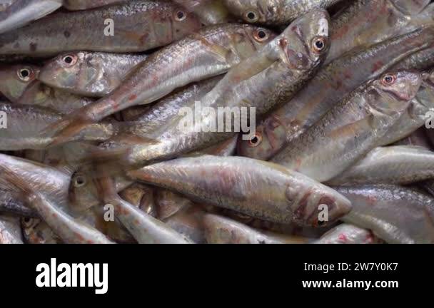 Fresh seafood, fish Market. Goatfish, mullet. Diet, Mediterranean ...