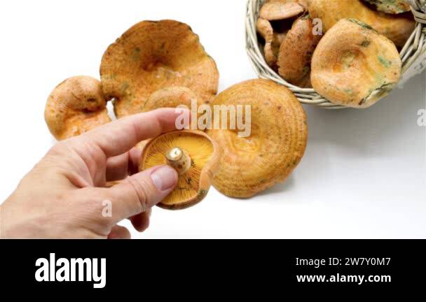 Saffron milk cap lactarius deliciosus Stock Videos & Footage - HD and ...
