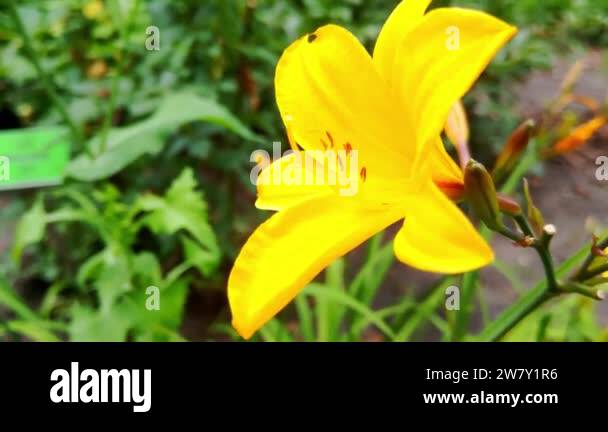 Lily varieties Stock Videos & Footage - HD and 4K Video Clips - Alamy