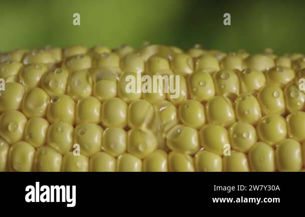 Rows of yellow corn on cob in shower. Fresh sweet corn on cob in ...
