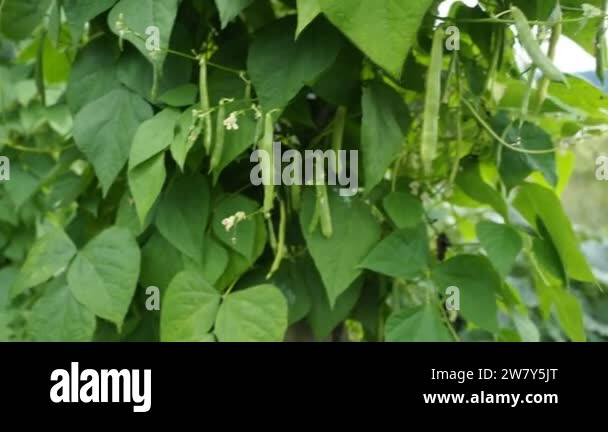 Green kidney bean growing on farm in HD VIDEO.Bush with bunch of podsof ...