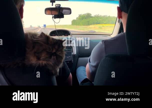 Pet owners. The cat travels in the car. Traveling with an animal ...