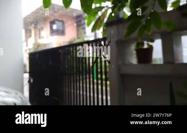 close up zoom macro footage of domestic spider in his spider web nest ...