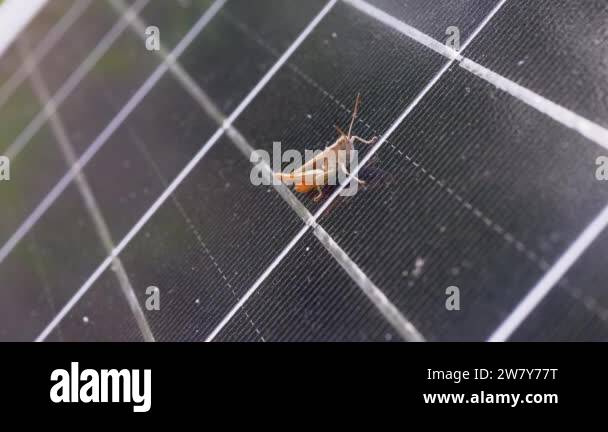 Small Grasshopper Sits on a Solar Panel Cell in the Forest. 4K. Slow ...