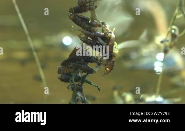 Mosquito transformation Stock Videos & Footage - HD and 4K Video Clips ...