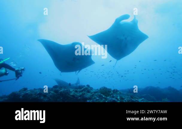 Manta rays maldives Stock Videos & Footage - HD and 4K Video Clips - Alamy