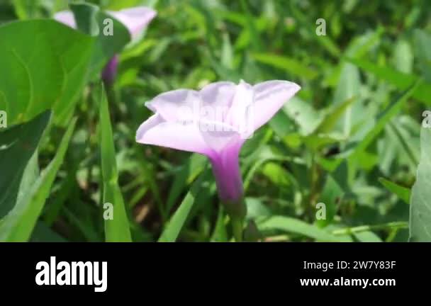 Ipomoea aquatica (water spinach, river spinach, water morning glory ...