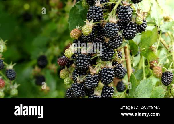 Natural fresh blackberries in garden in 4K VIDEO. Bunch of ripe ...