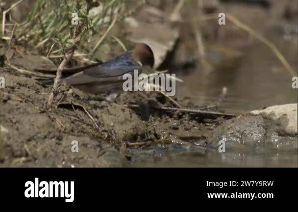 Common house martin mud Stock Videos & Footage - HD and 4K Video Clips ...