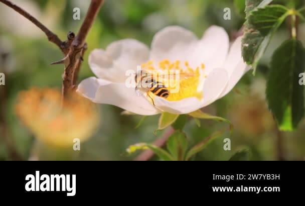Hoverflies, flower flies or syrphid flies, insect family Syrphidae.They ...
