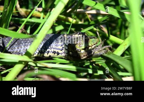 Grass snake (Natrix natrix), sometimes called the ringed snake or water ...
