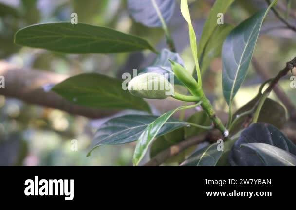 Green jack fruit leaves with natural background. The jack fruit (also ...