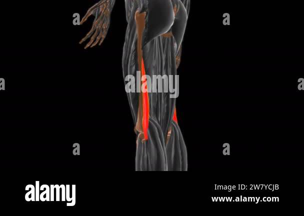Biceps femoris Muscle Anatomy For Medical Concept 3D Illustration 300 ...