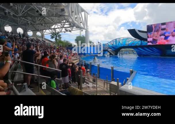 Florida whale Stock Videos & Footage - HD and 4K Video Clips - Alamy