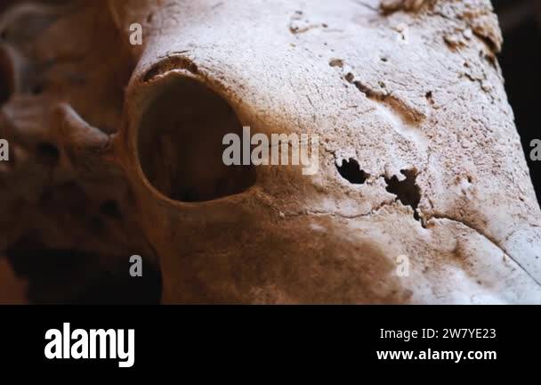 Broken animal skull bone Stock Videos & Footage - HD and 4K Video Clips ...