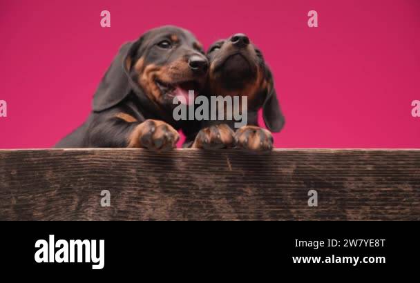 cute teckel dog is teasing his friend and they are both loving each ...