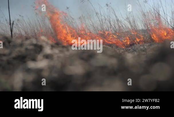Close up fire. Wildfire in the forest, burning dry grass, trees, bushes ...