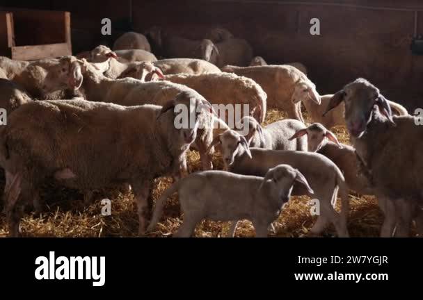 Little lamb looks out of flock sheep in stable. Bevy ram shed in gate ...