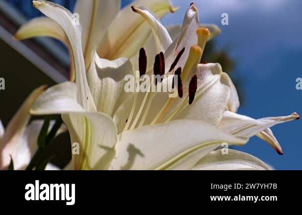 beautiful white lily as a symbol of purity and honesty Stock Video ...