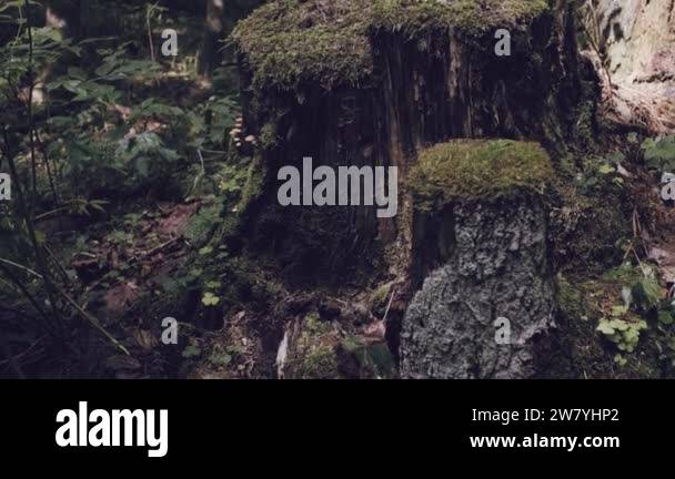 Mystical forest, eerie wood. a cut down tree, only rotten stumps ...