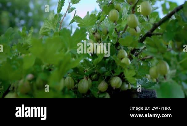 Farming of gooseberry Stock Videos & Footage - HD and 4K Video Clips ...