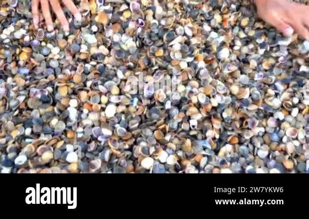 Seashell shell shells sea shellfish Stock Videos & Footage - HD and 4K ...