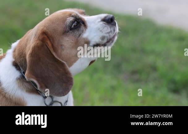 Close up cute beagle puppy Stock Videos & Footage - HD and 4K Video ...