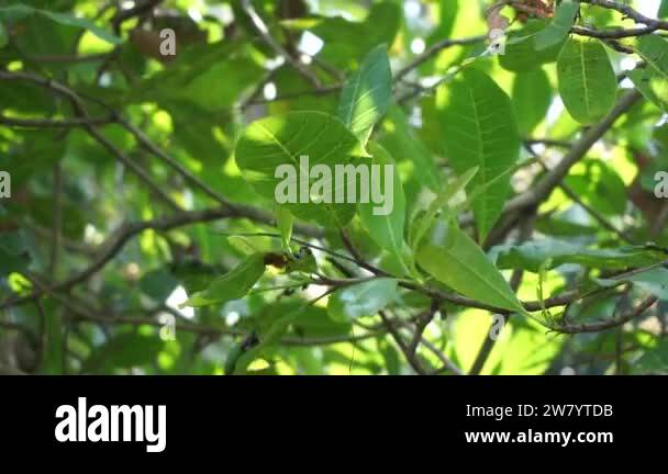 The cashew tree (Anacardium occidentale) with natural background ...